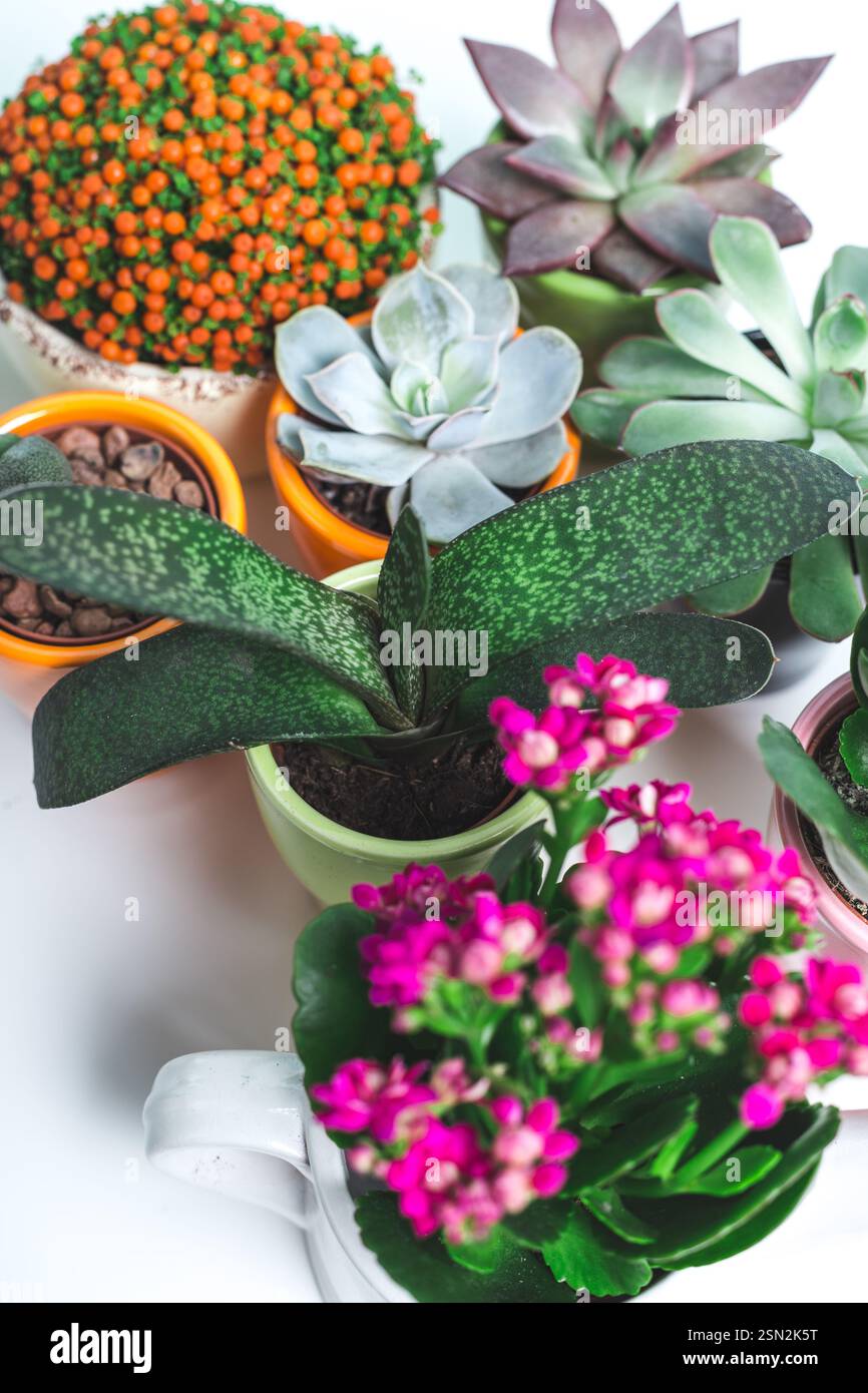 Colorful arrangement of potted plants showcasing various textures and ...