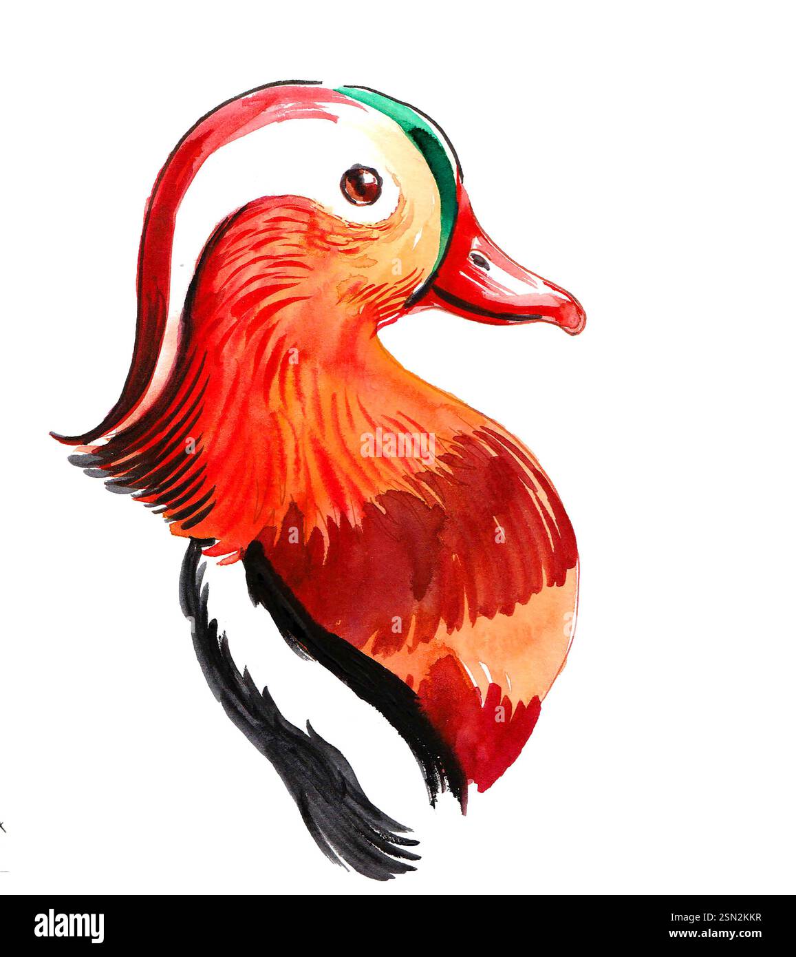 Mandarin duck head. Hand drawn watercolour illustration Stock Photo - Alamy