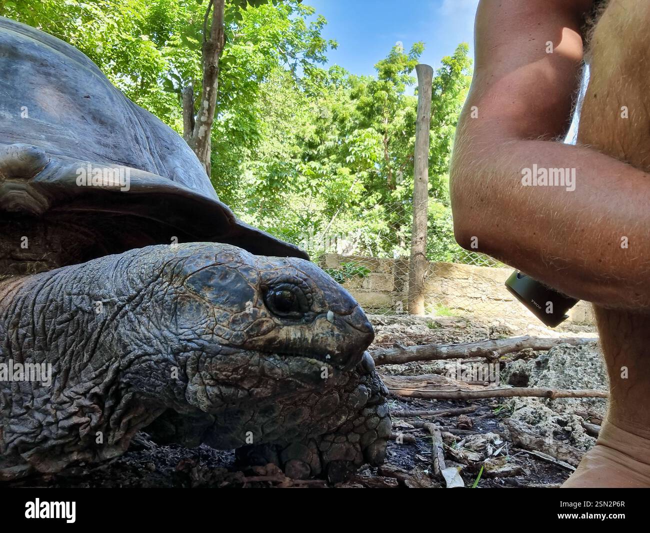 A closeup of a majestic giant tortoise in a vibrant tropical setting ...