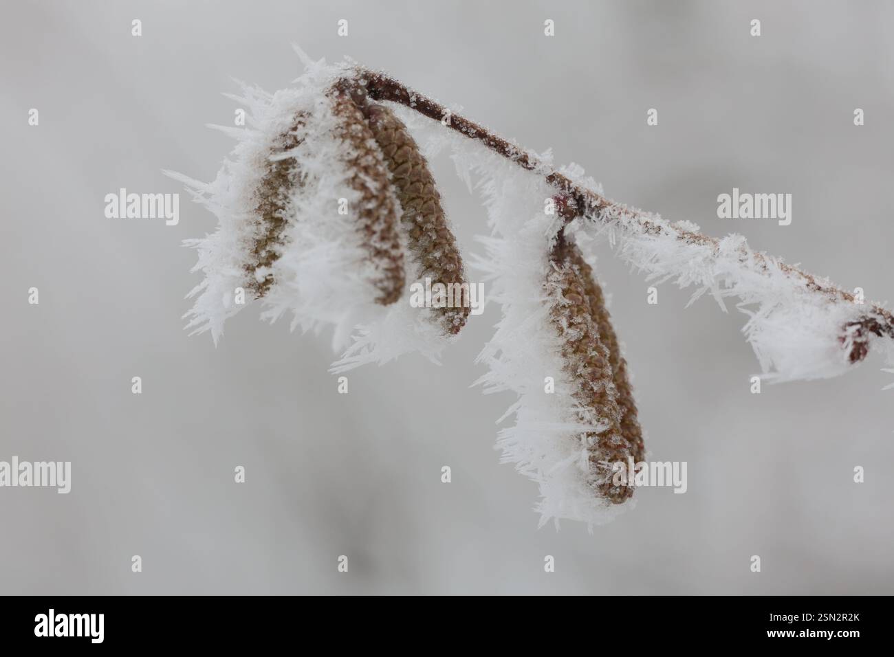 Elbingerode, Germany. 13th Feb, 2025. Hoarfrost forms on the branches ...