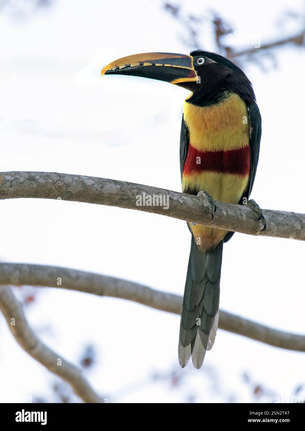 Chestnut-eared Aracari (Pteroglossus castanotis) from Pantanal, Brazil ...