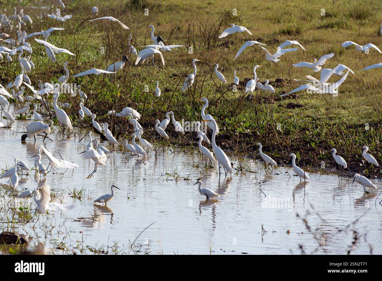 Snowy egreta (Egretta thula) and great egrets (Ardea alba) gathered in ...