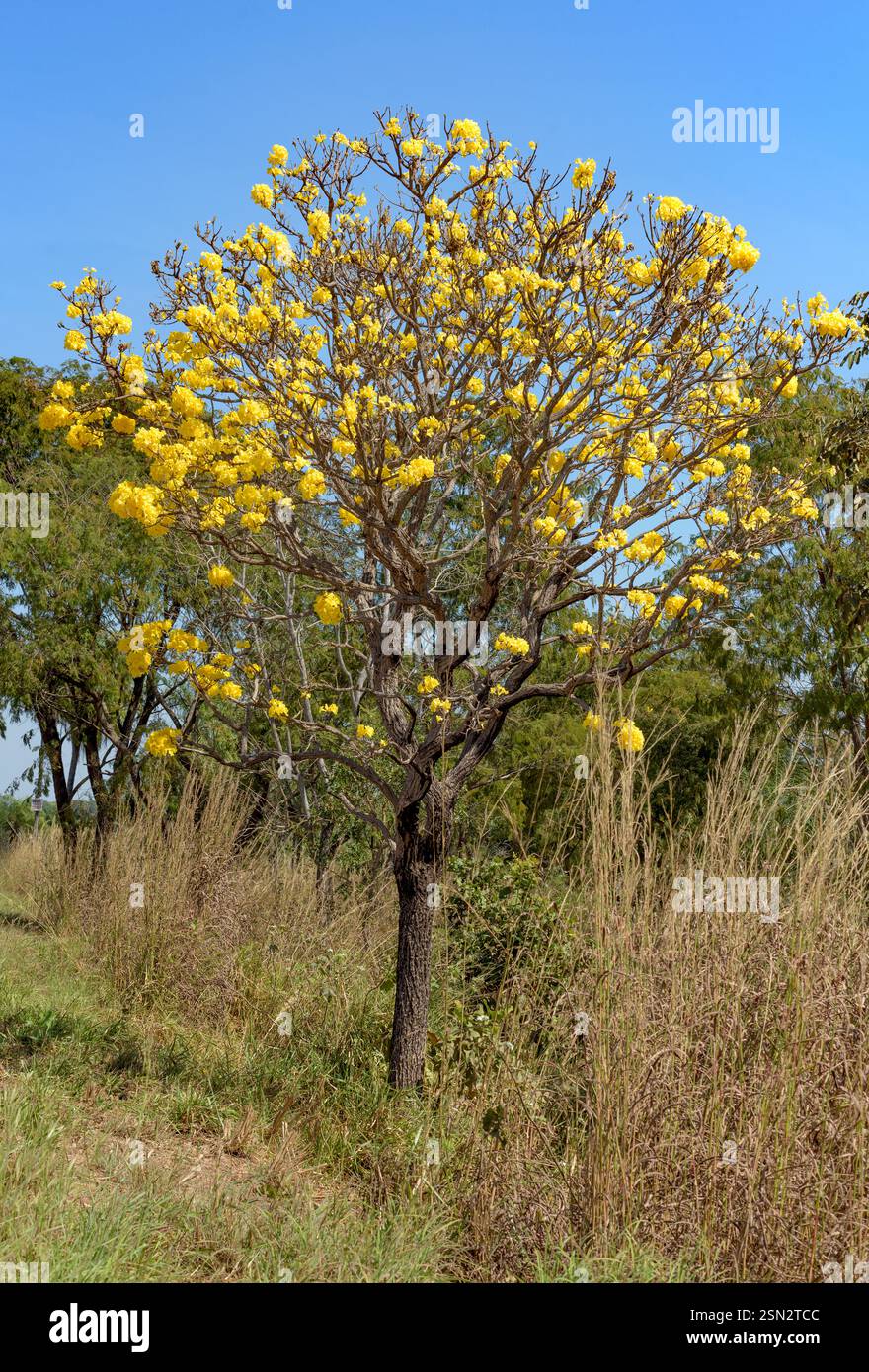 Golden trumpet tree (Handroanthus albus) blooming on the cerrado along ...