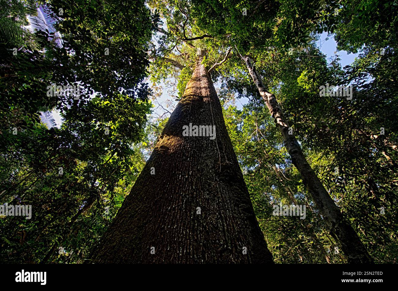 Gigantic, 800 years old and 50 m high, brazil nut tree (Bertholletia ...