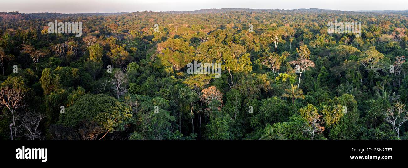 The Amazon rainforest at Cristalino, southern Amazonas, Brazil in July ...