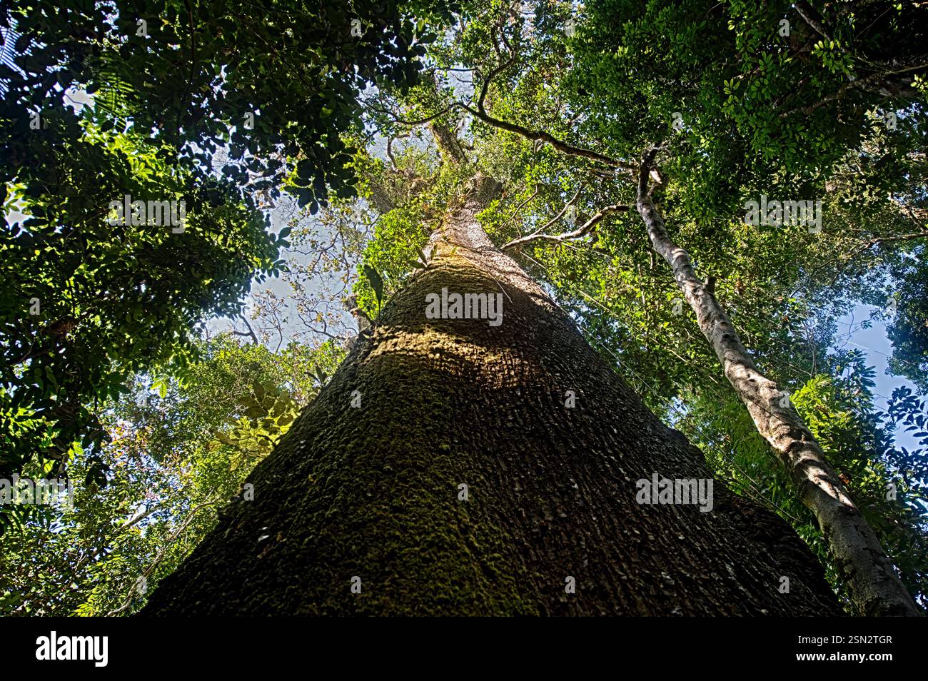 Gigantic, 800 years old and 50 m high, brazil nut tree (Bertholletia ...