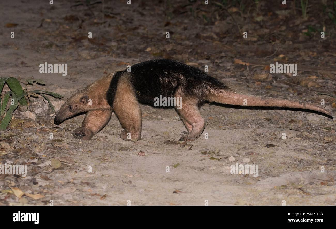 Lesser anteater (Tamandua tetradactyla) from Araras, Pantanal, Brazil ...