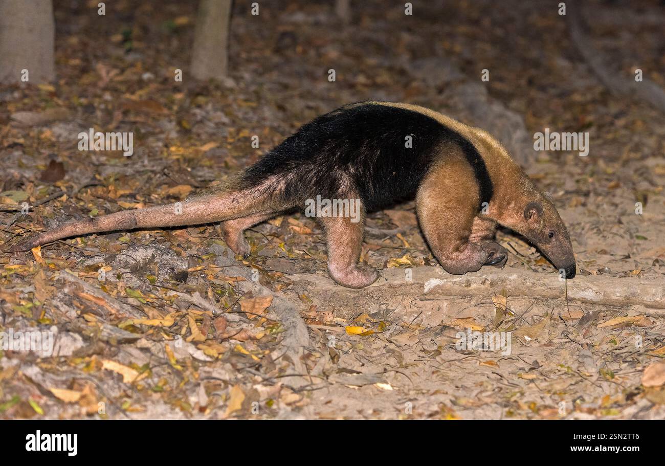 Lesser anteater (Tamandua tetradactyla) from Araras, Pantanal, Brazil ...