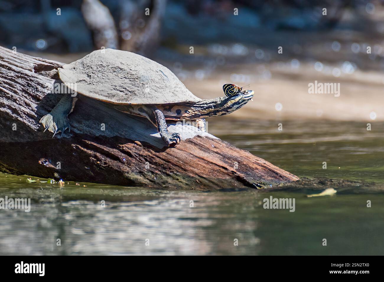 Yellow-spotted Amazon river turtle[6] (Podocnemis unifilis) with BD ...