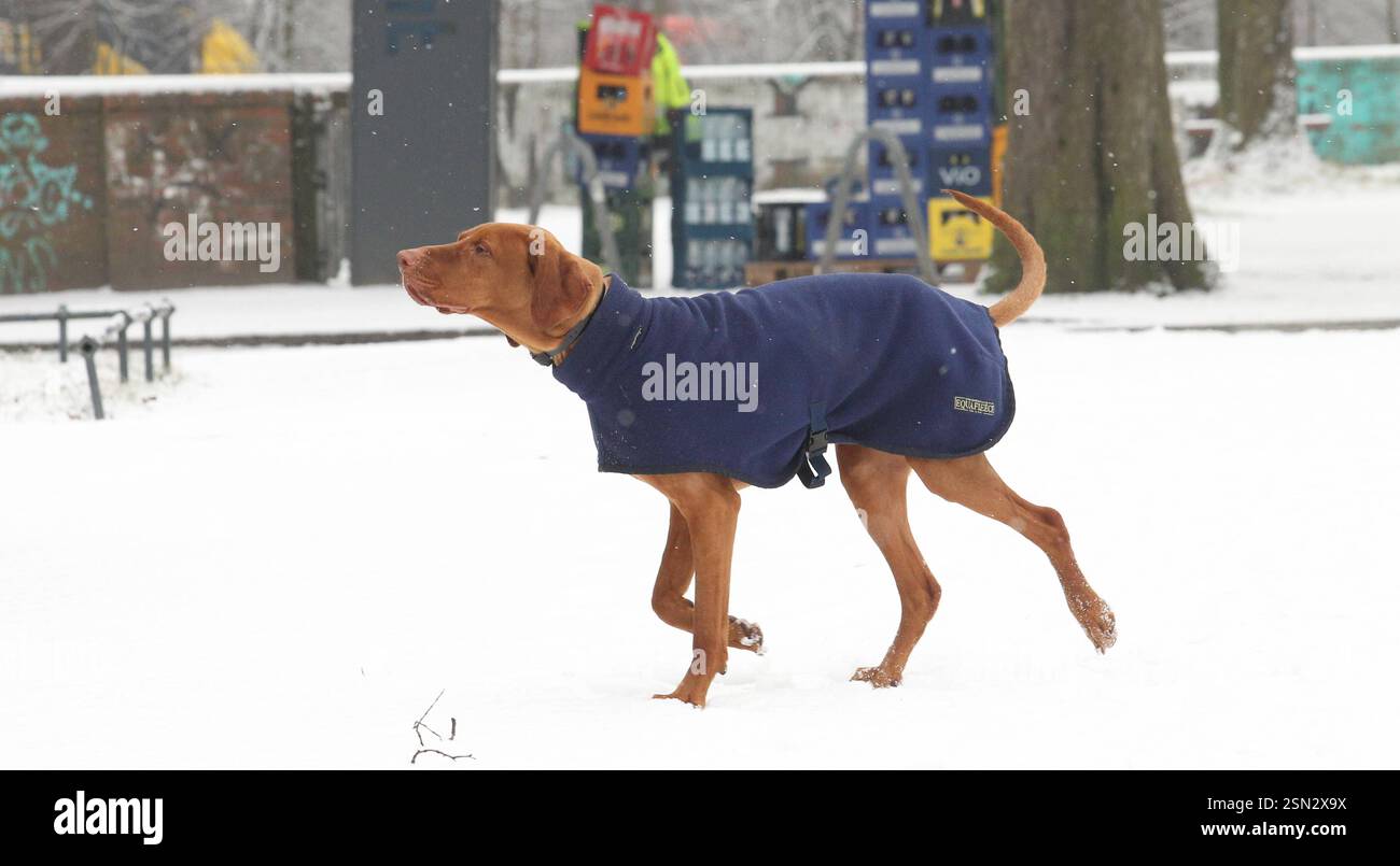 Wintereinbruch in Hamburg. Ein Hund läuft über einen verschneiten Weg ...