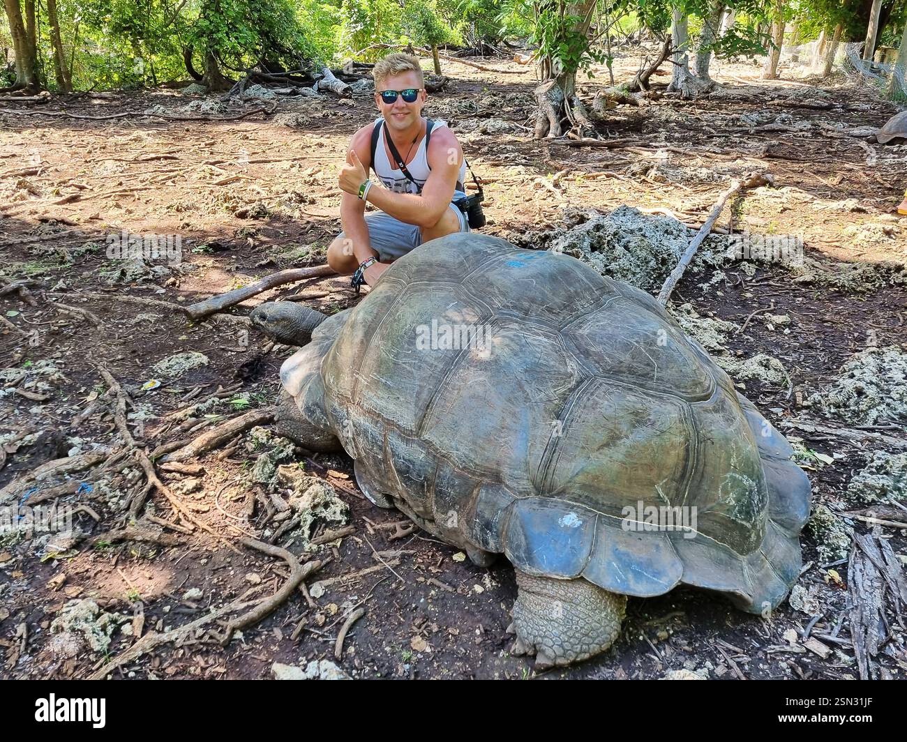 Experience a fascinating encounter with giant tortoises thriving in ...