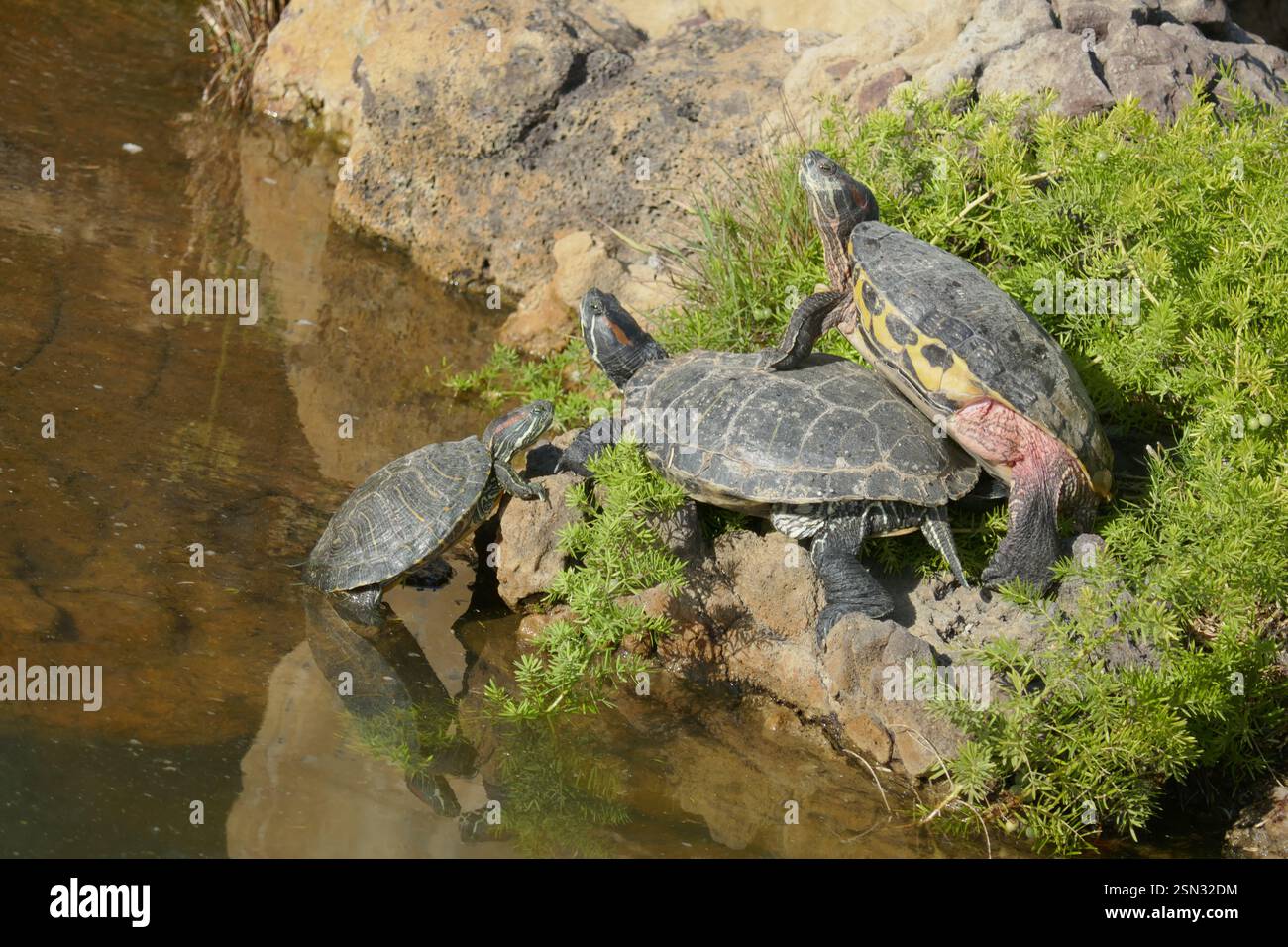 Culver City, California, USA 11th February 2025 Turtles in The Grotto ...