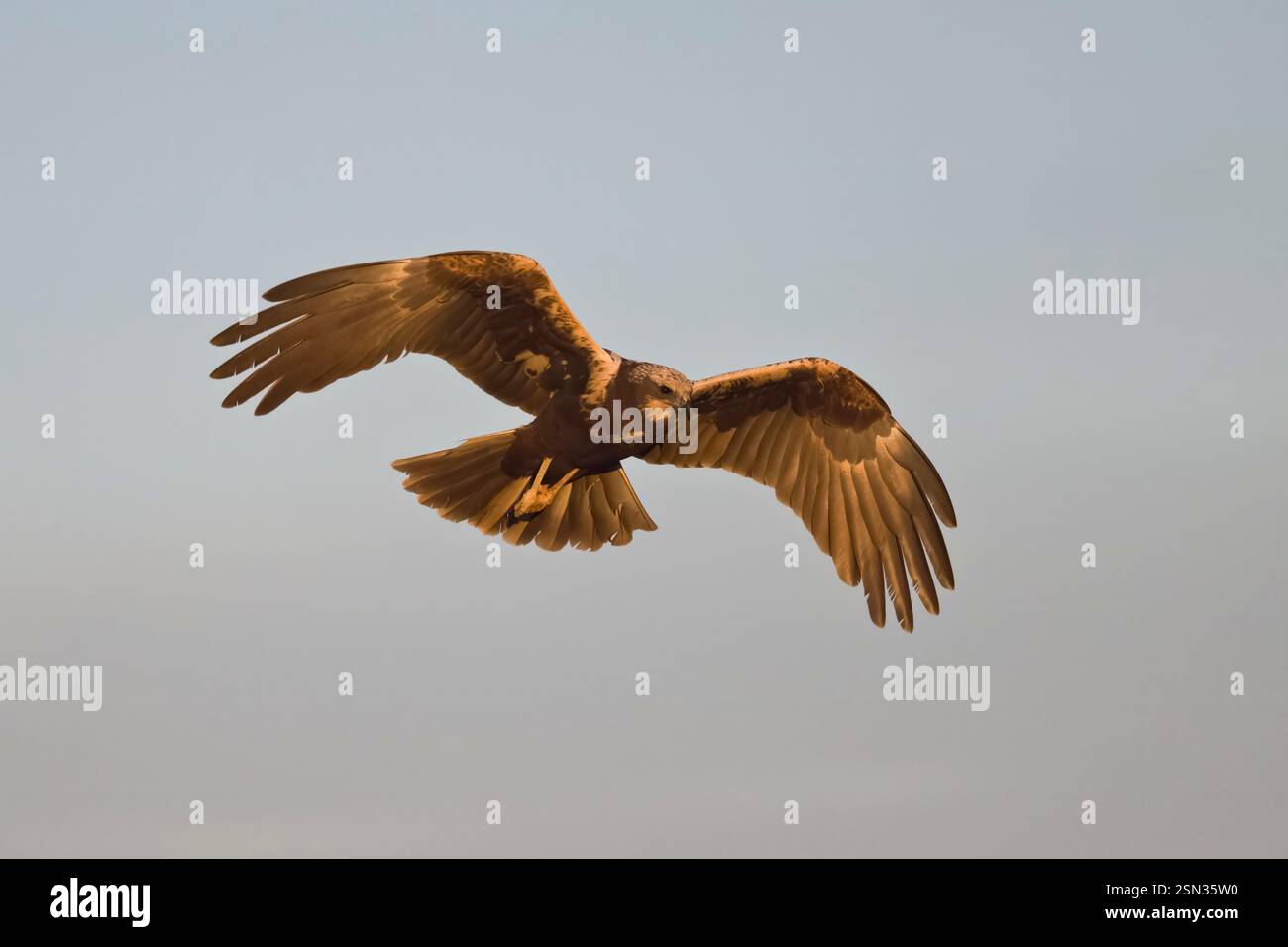 Female Marsh Harrier in flight in Spain Stock Photo - Alamy