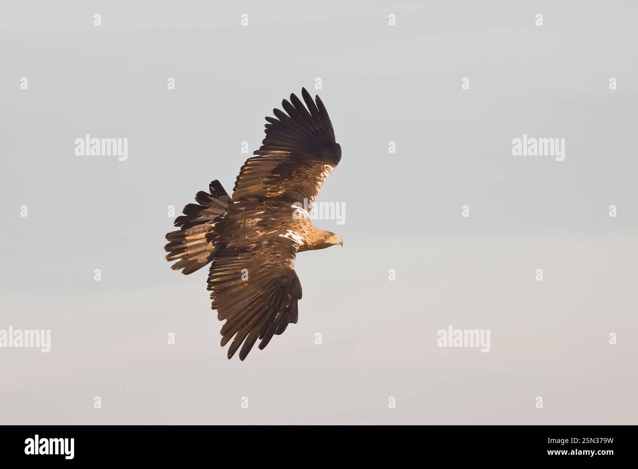 Spanish Imperial Eagle in flight Stock Photo - Alamy