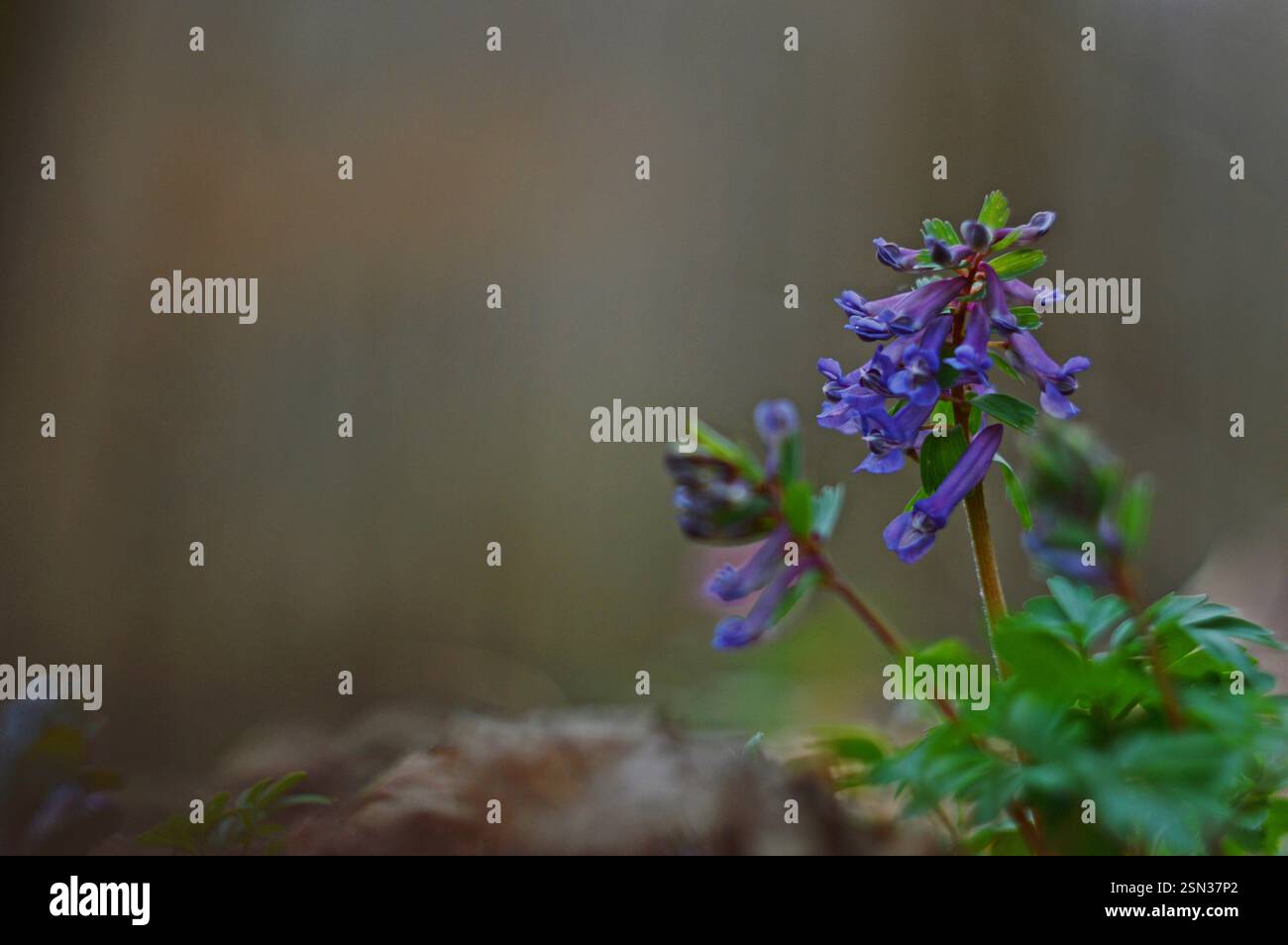 Spring flowers (Corydalis cava) grow in the forest Stock Photo - Alamy