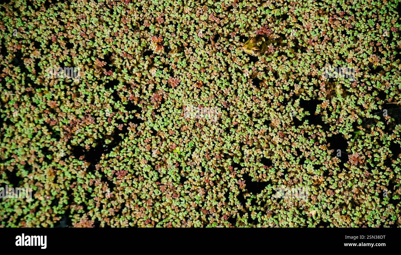 A frog head emerges from a dense layer of small green and reddish ...