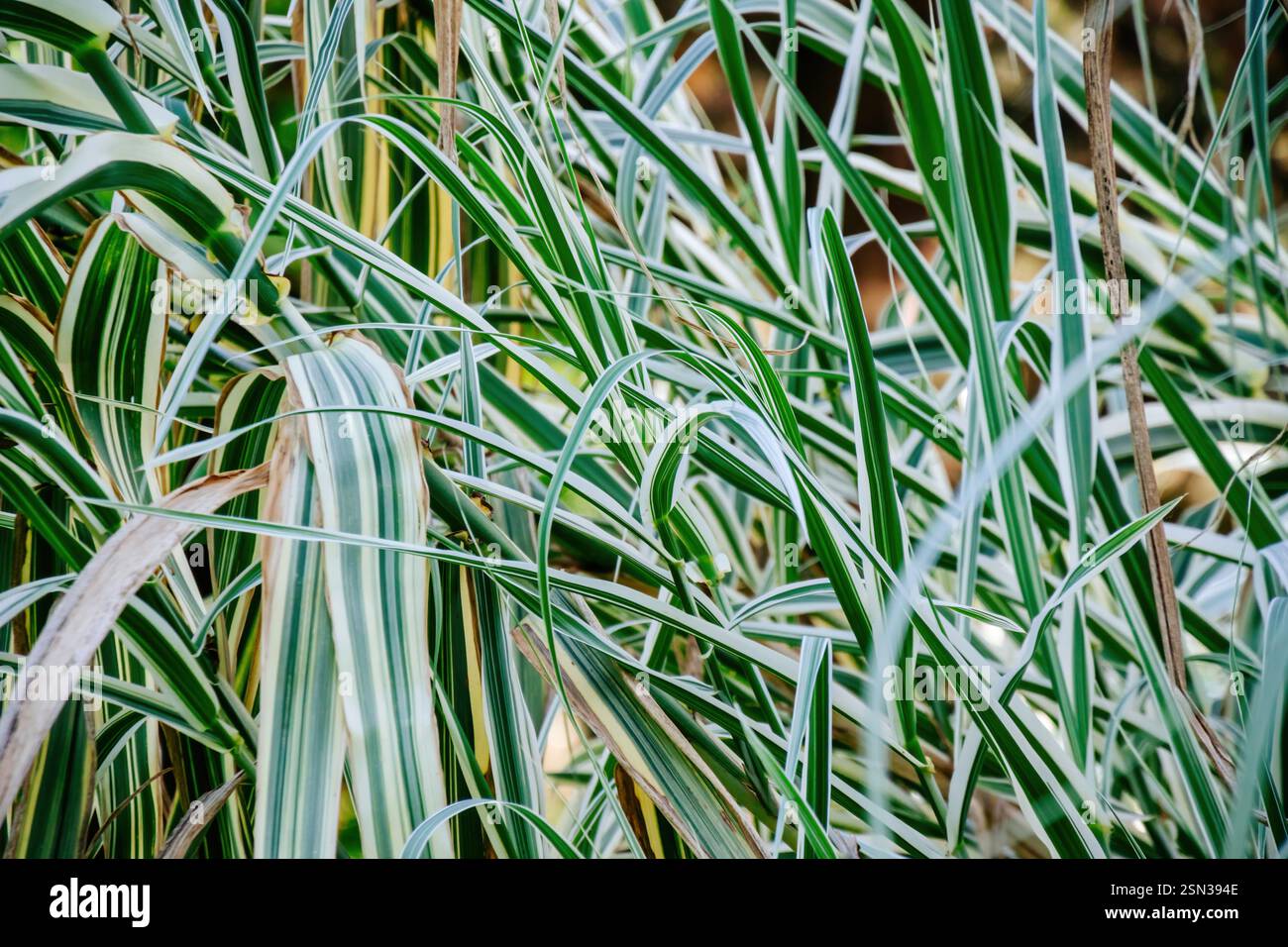 A dense cluster of variegated grass blades intertwine, showcasing ...