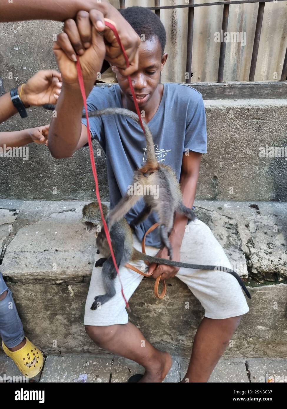 A young man has a delightful interaction with playful monkeys, creating ...