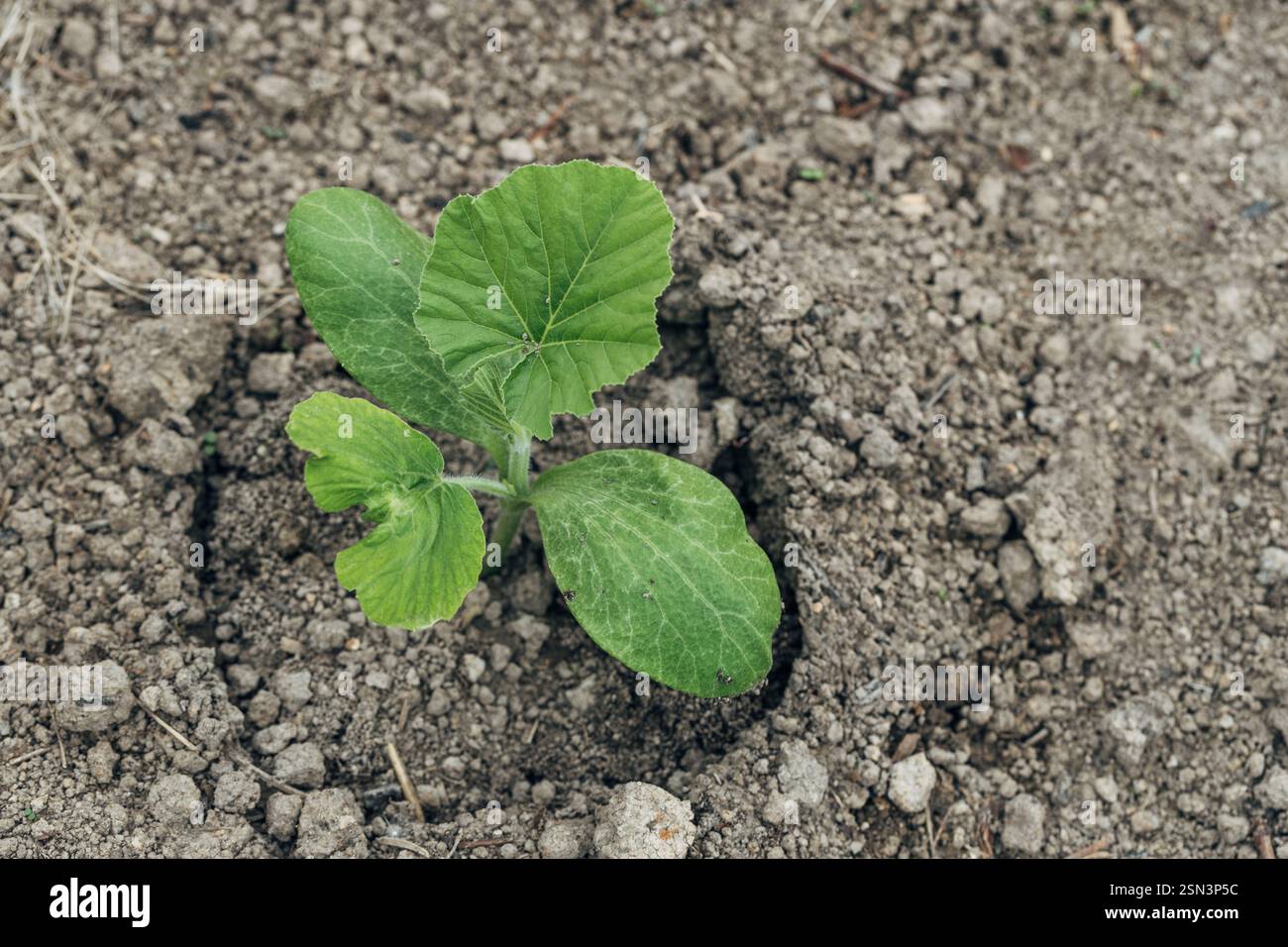 Pumpkin seedlings and young leaves sprouting from the ground Stock ...