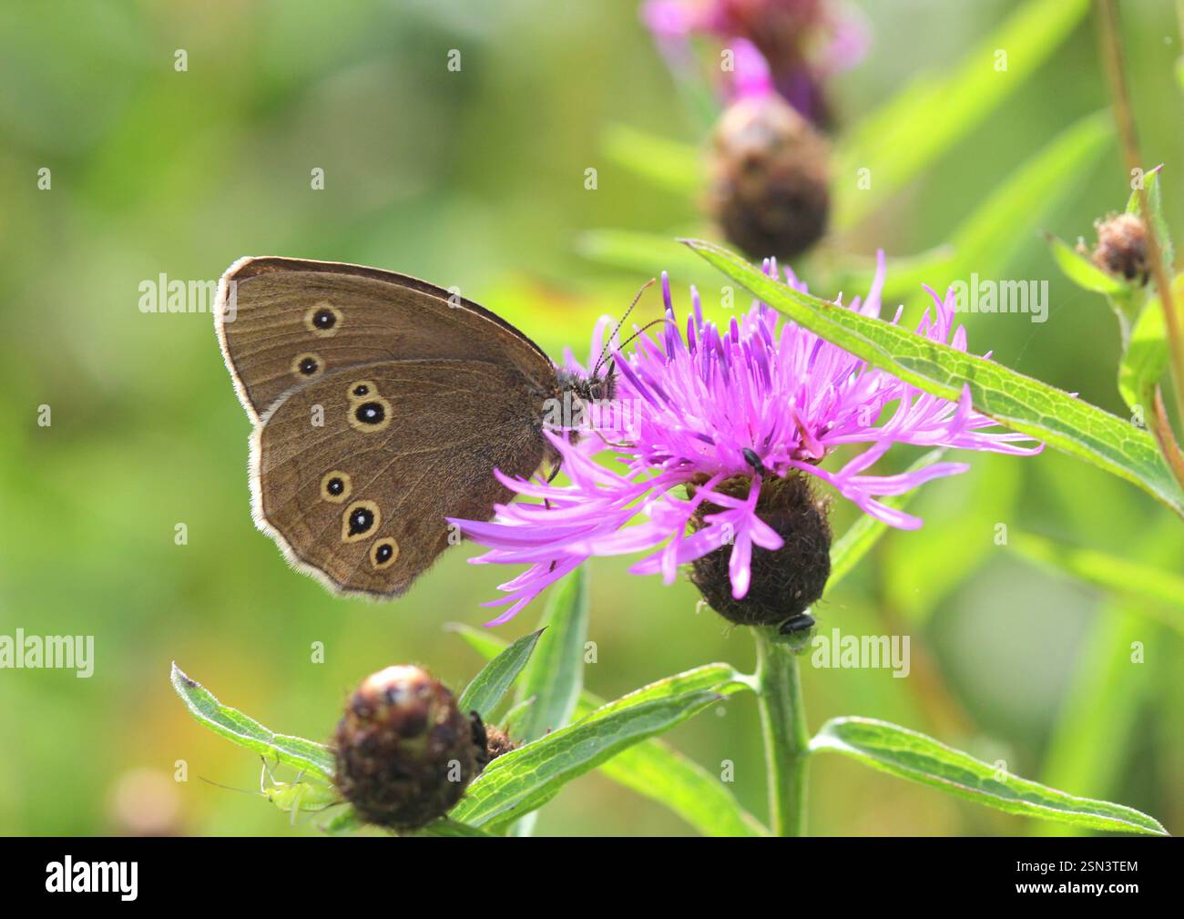 The Ringlet Butterfly (Aphantopus hyperantus) feeding on Knapweed Stock ...