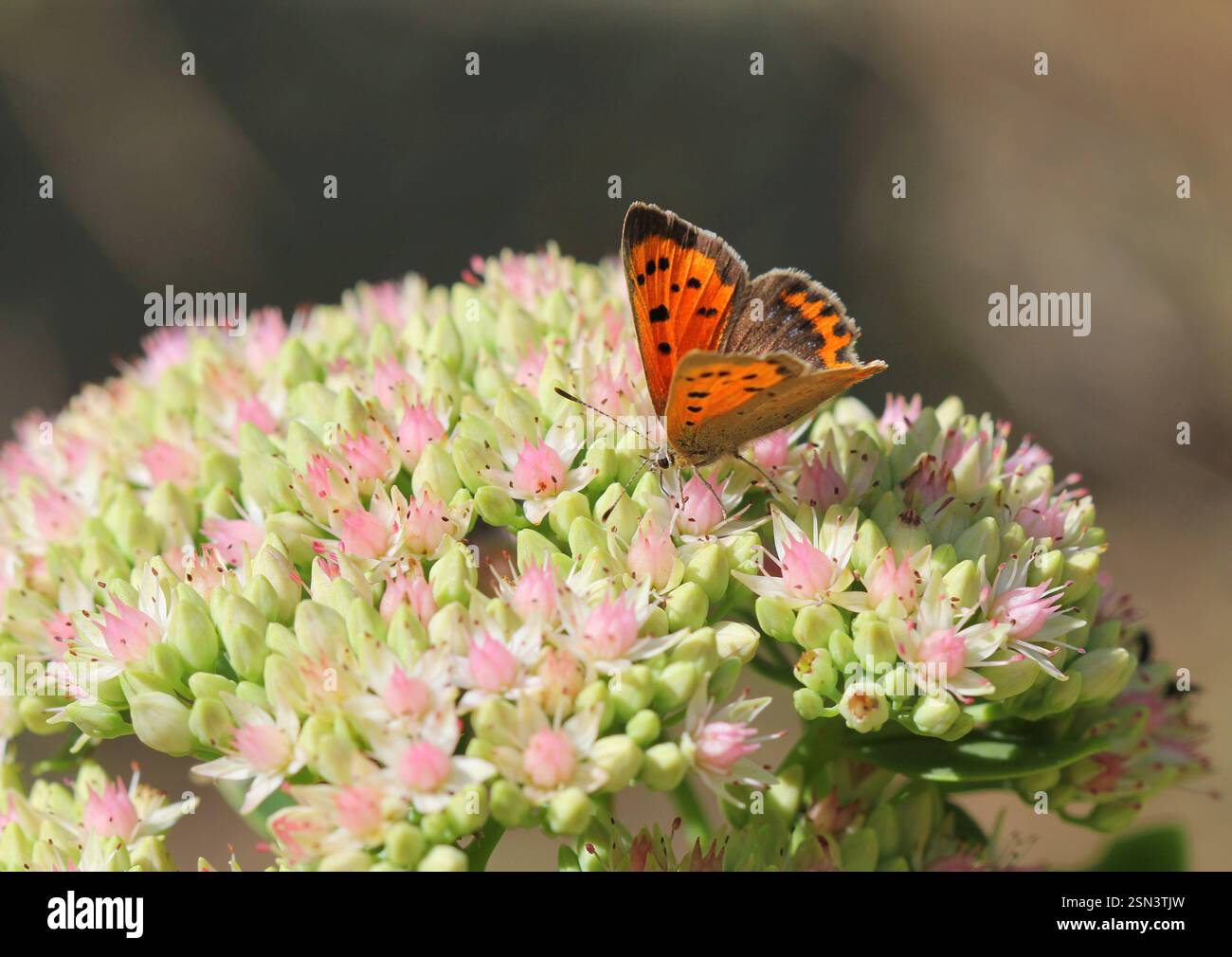The Small Copper Butterfly (Lycaena phlaeas) feeding on Sedum flowers ...
