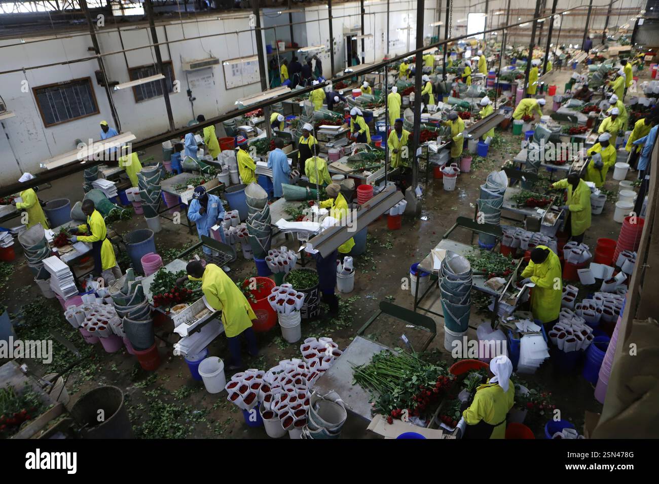 Workers pack fresh roses at Isinya Roses Limited - Porini Flower farm ...