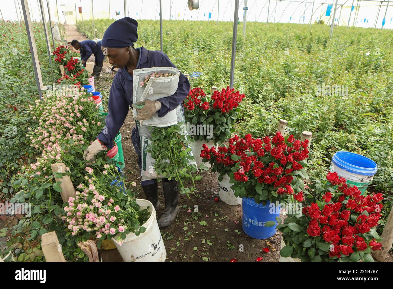 Workers pick roses at Isinya Roses Limited - Porini Flower farm in ...
