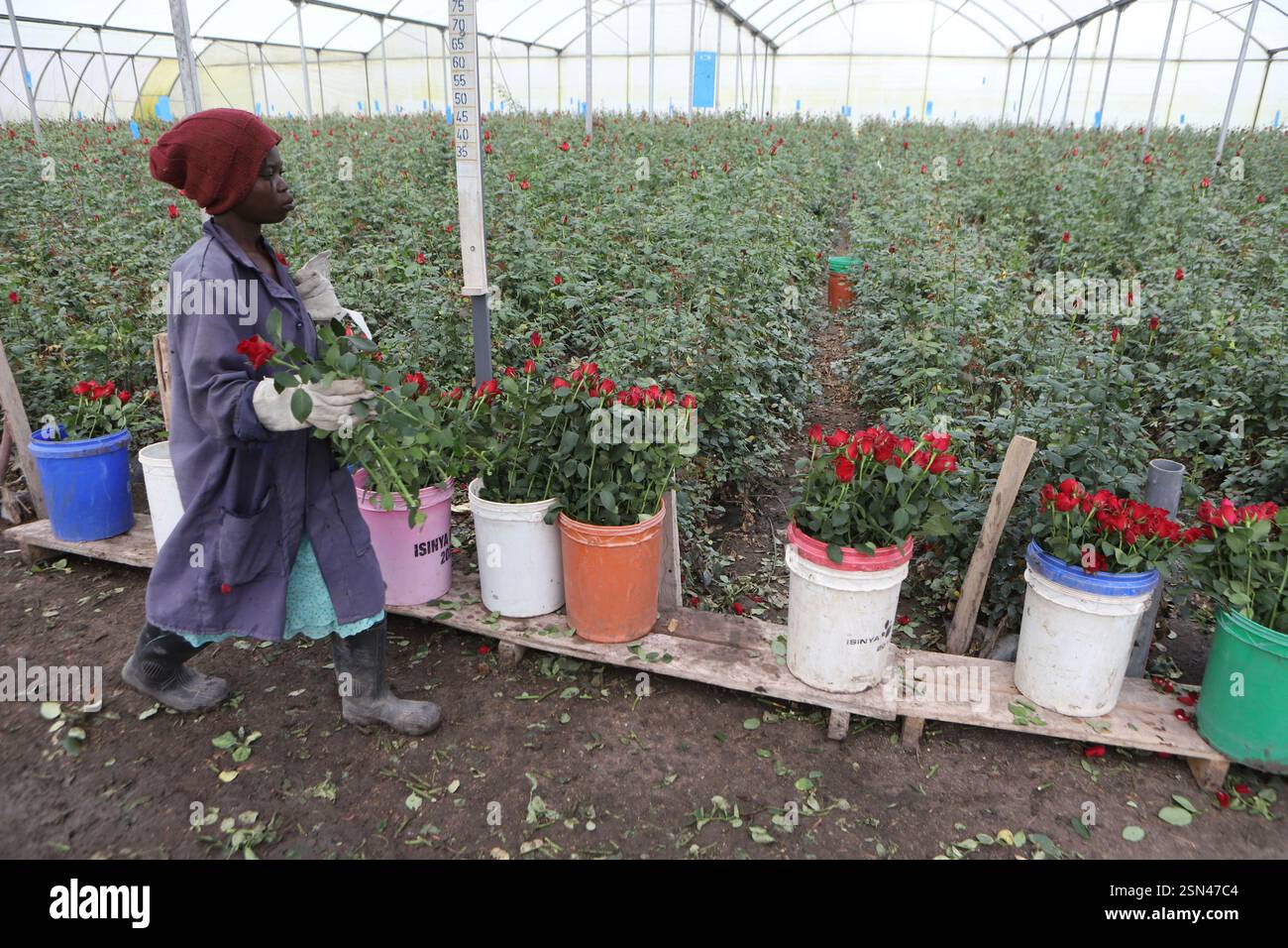 A worker picks roses at Isinya Roses Limited - Porini Flower farm in ...