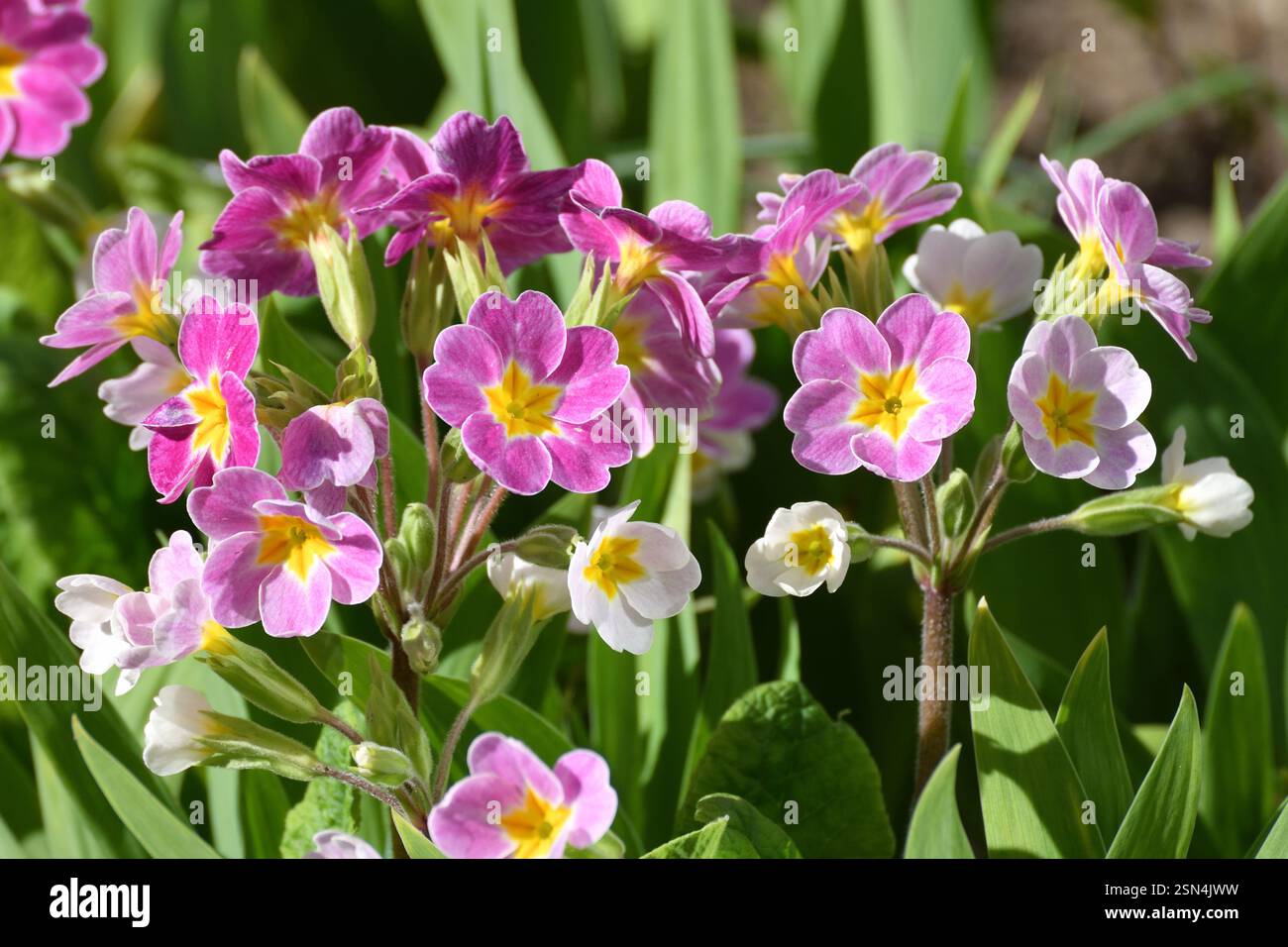 Primula vulgaris - an early spring flower, primrose Stock Photo - Alamy