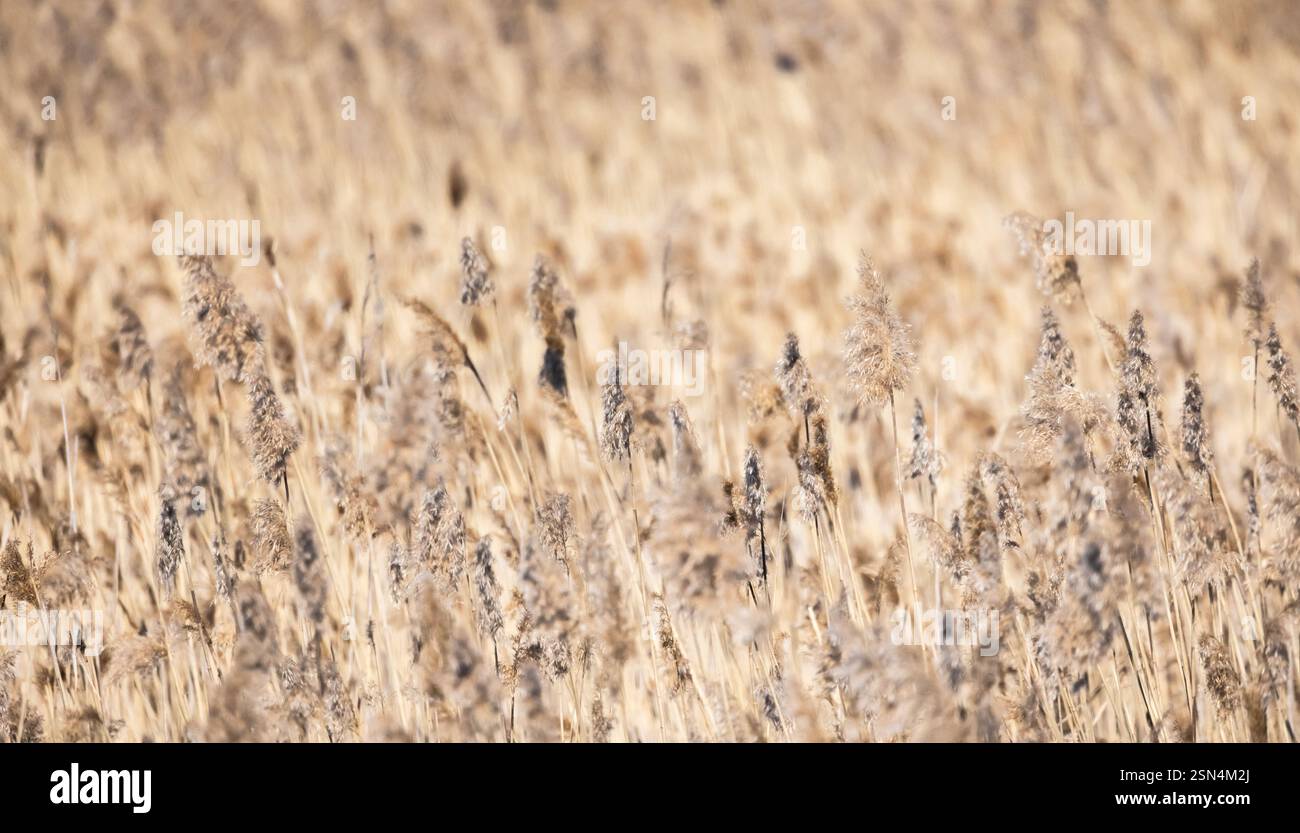 Dry coastal reed on a daytime. Panoramic natural abstract photo ...