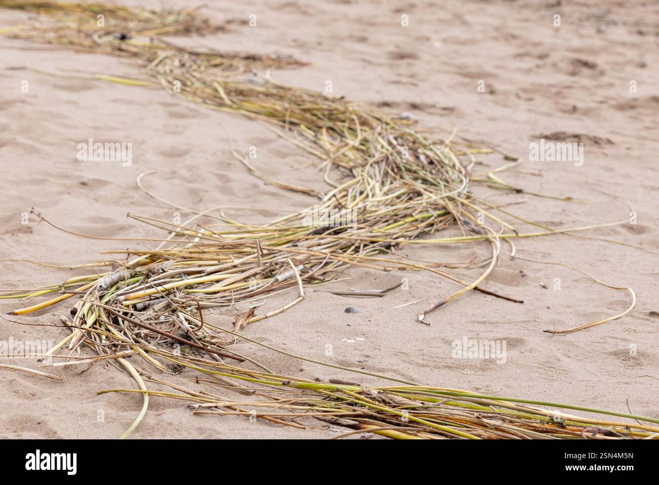 Dry coastal grass lay in shape of a wave on sand at the coast of Gulf ...