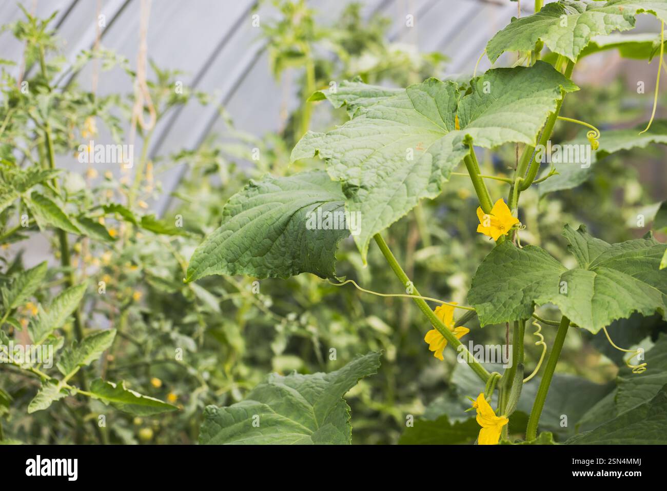 Cucumber vines with yellow flowers grow in a greenhouse, widely ...