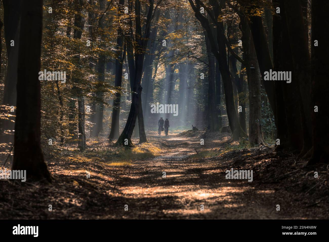 Autumn forest with mist and sun rays in the dark beech forest Stock Photo - Alamy