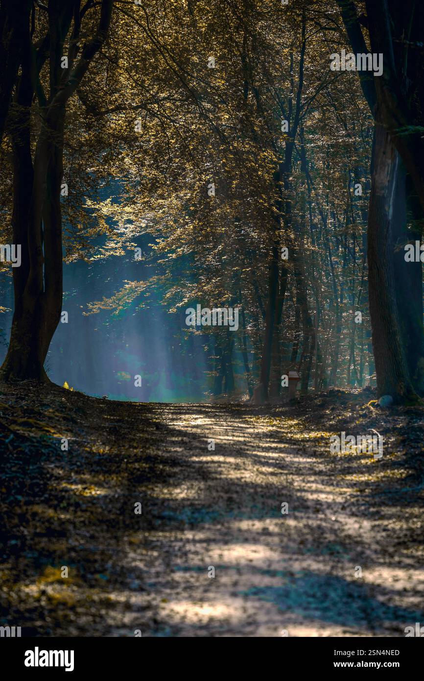 Magical and moody atmosphere, view between tree trunks with rays ...