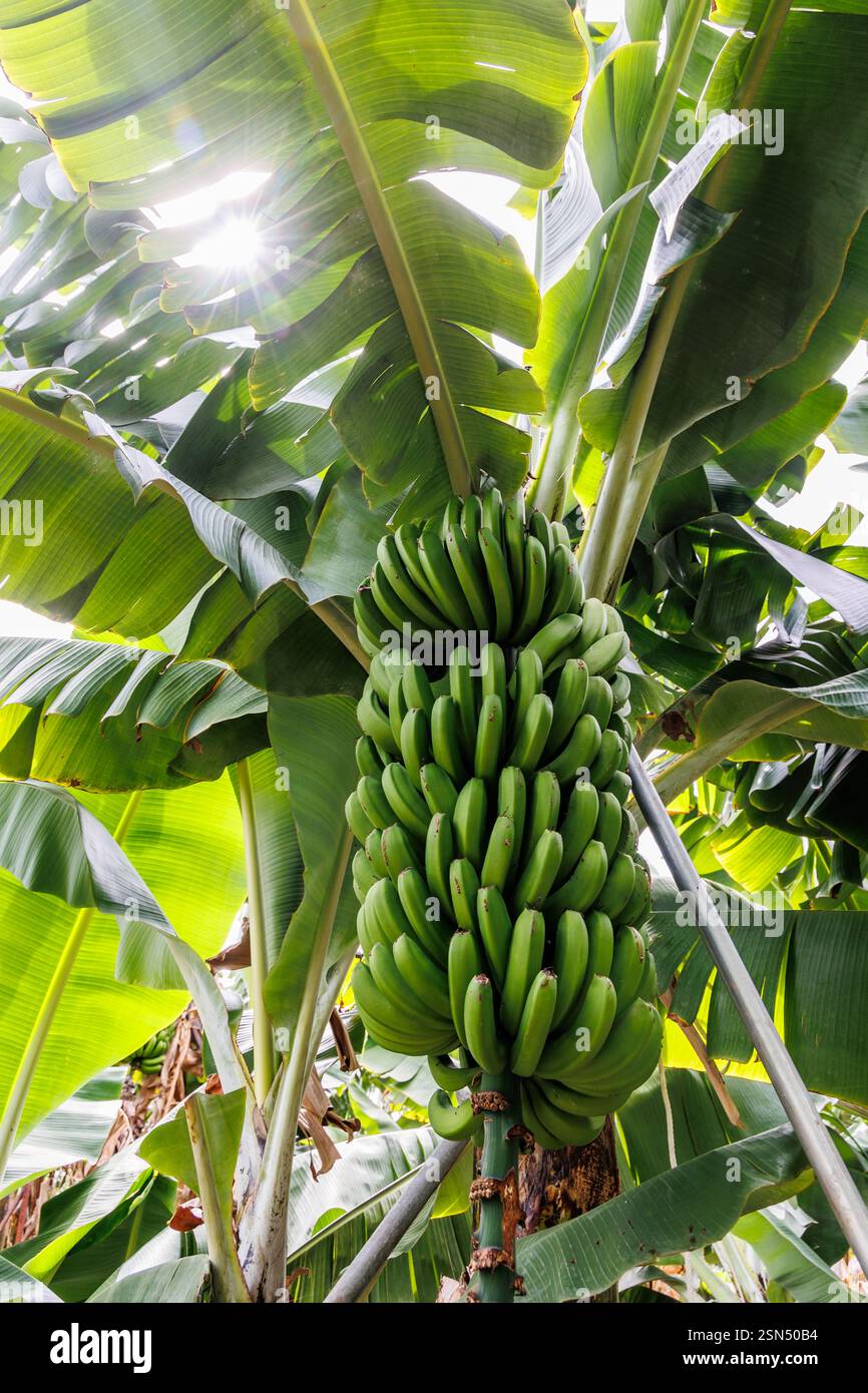 Bunch of green bananas plantation on Madeira Island, Portugal Stock ...