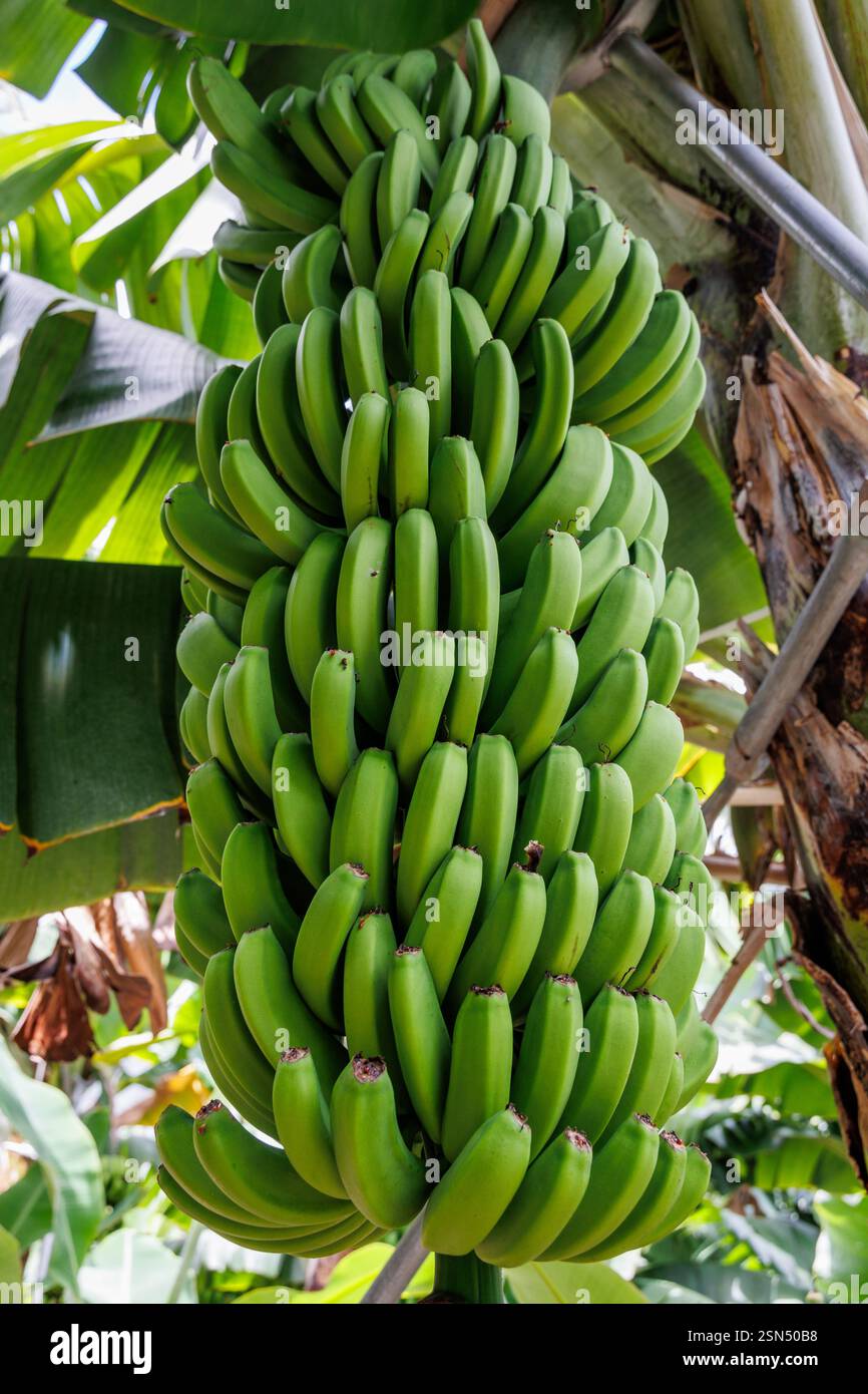 Bunch of bananas on a plantation on Madeira Island, Portugal Stock ...