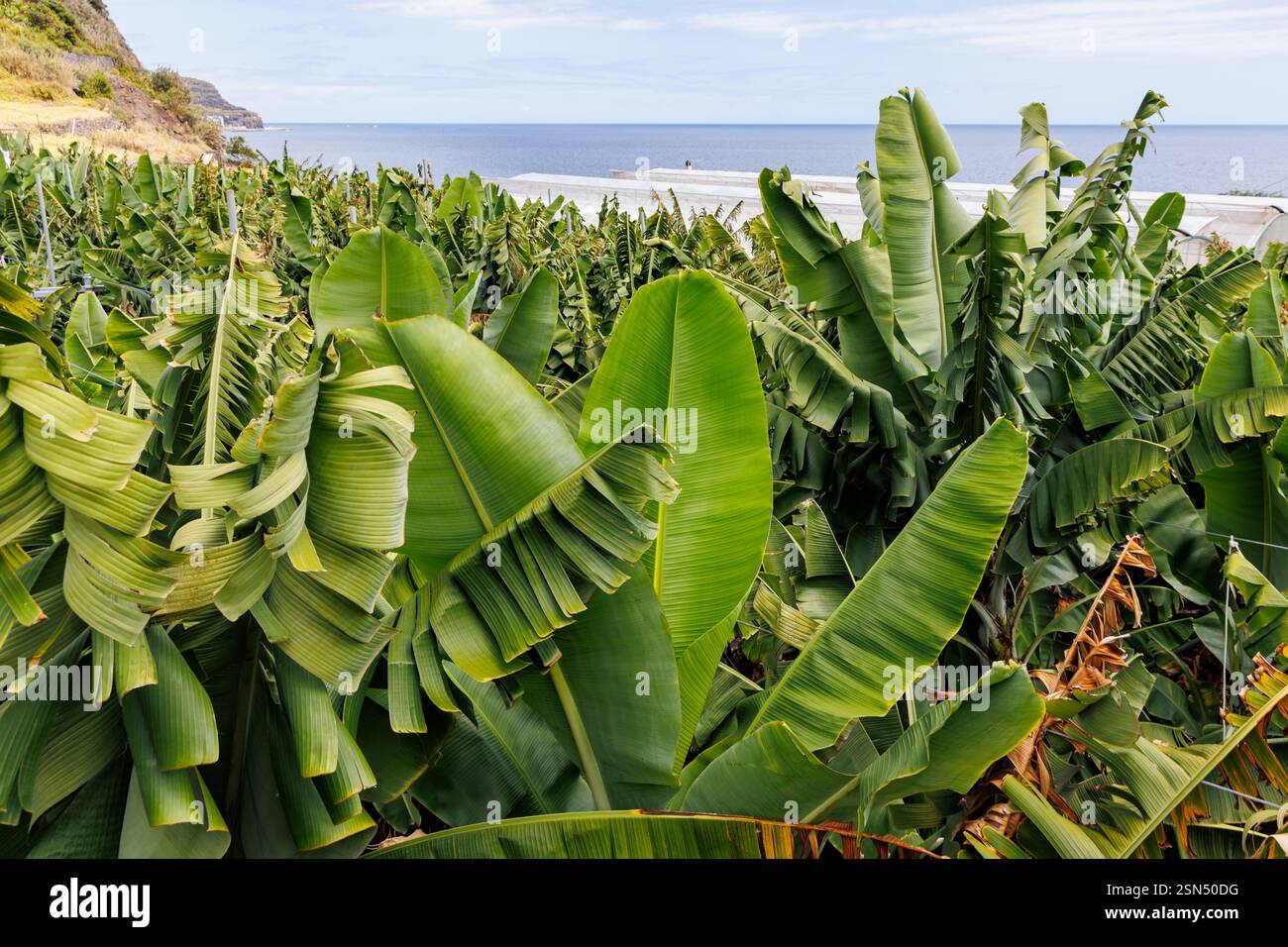Green leaves on a banana plantation on Madeira Island, Portugal Stock ...