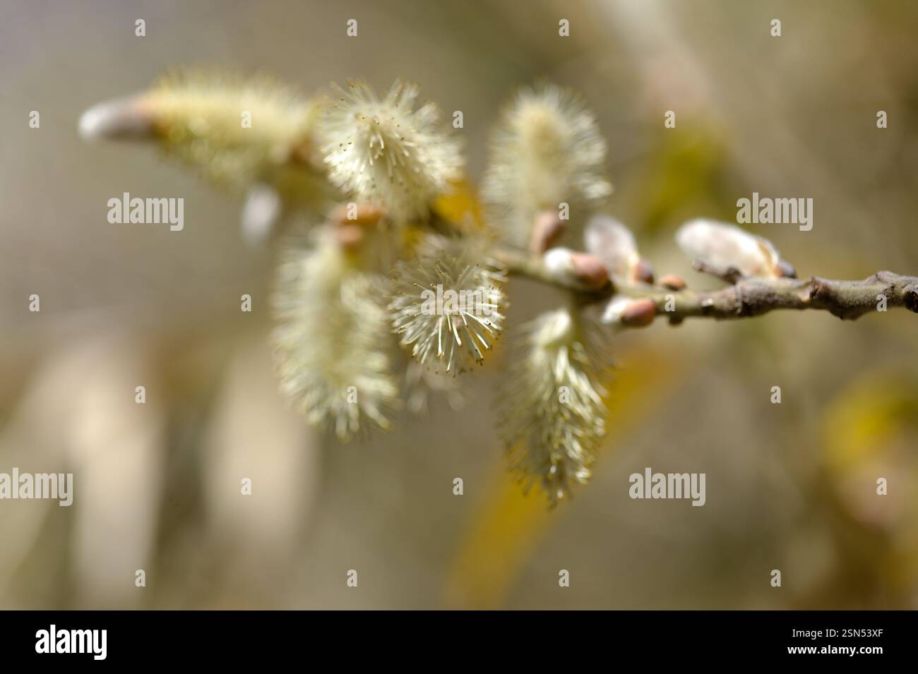 Flora of Gran Canaria - Salix canariensis, Canary Islands willow, soft ...