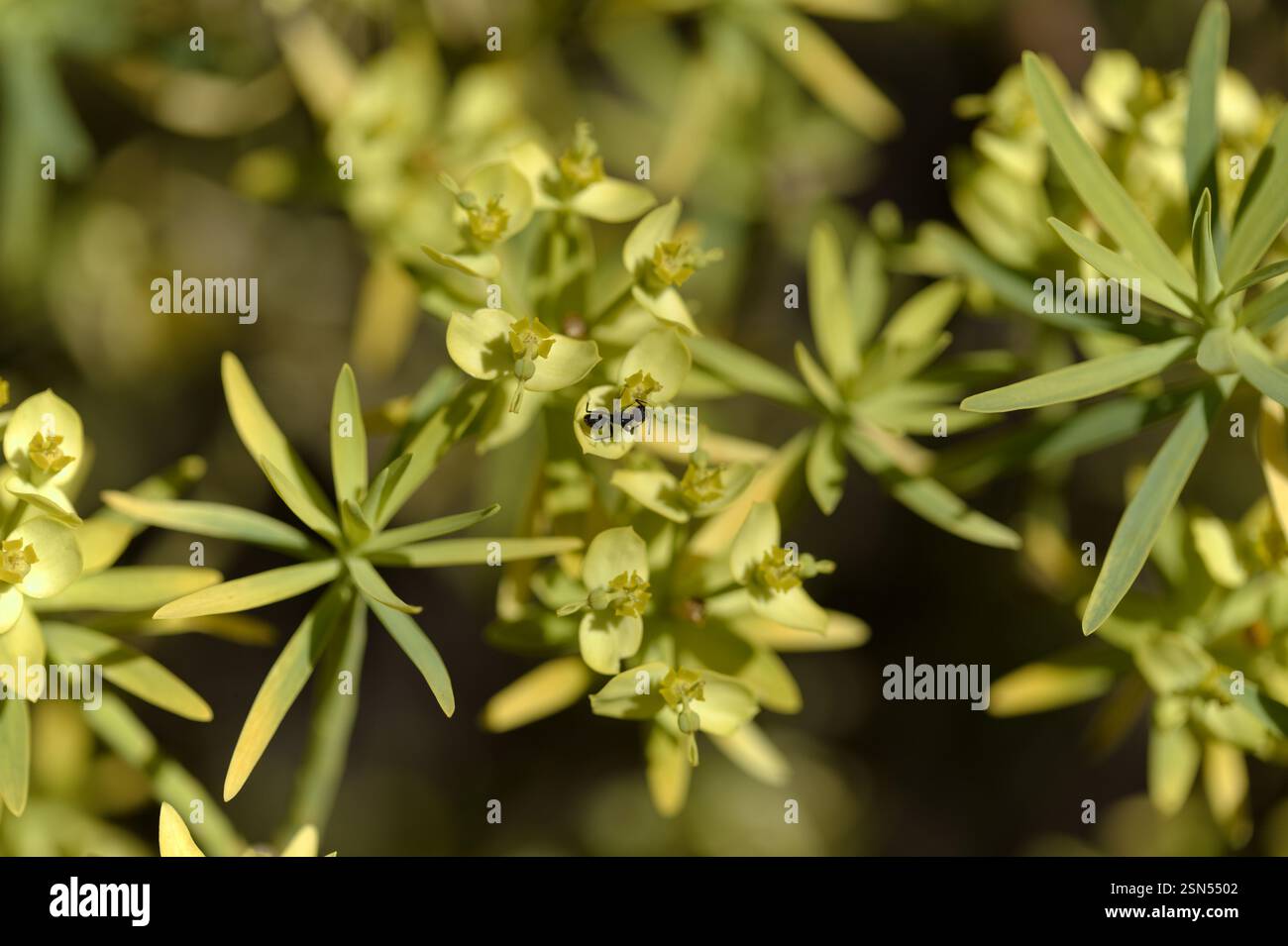 Flora of Gran Canaria - small green yellow flowers of Euphorbia regis ...