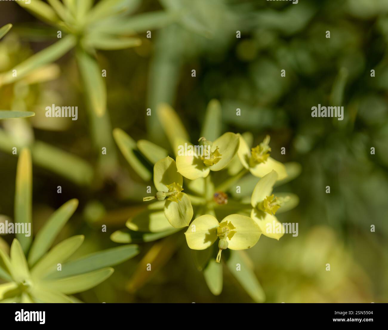 Flora of Gran Canaria - small green yellow flowers of Euphorbia regis ...