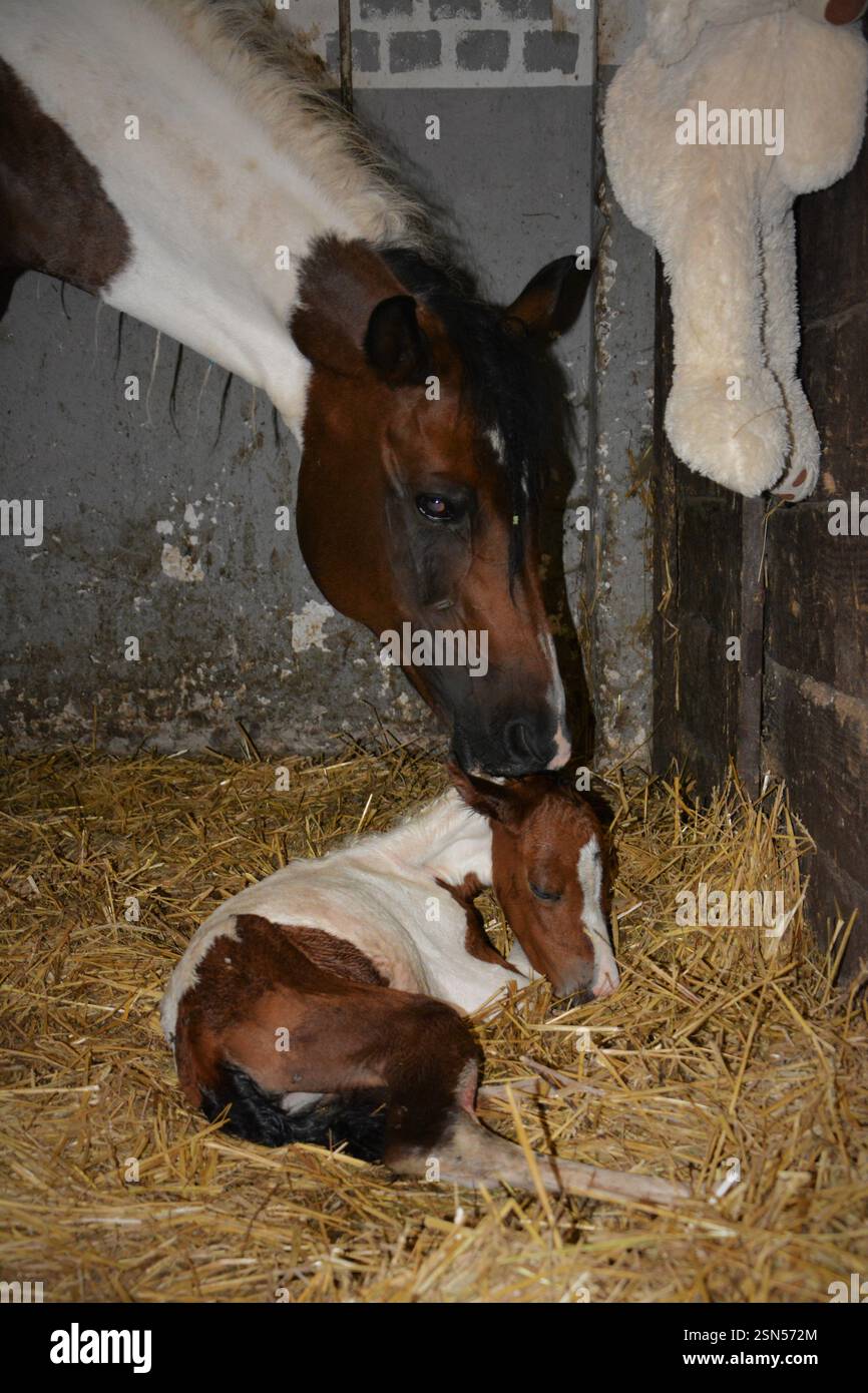 newborn foal with mare in stable Stock Photo - Alamy
