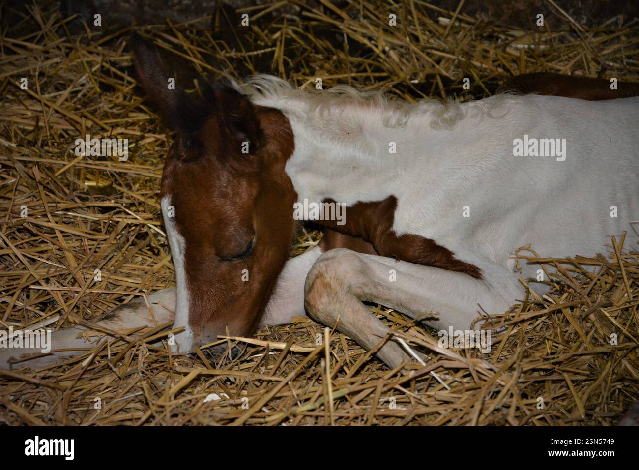 newborn foal with mare in stable Stock Photo - Alamy