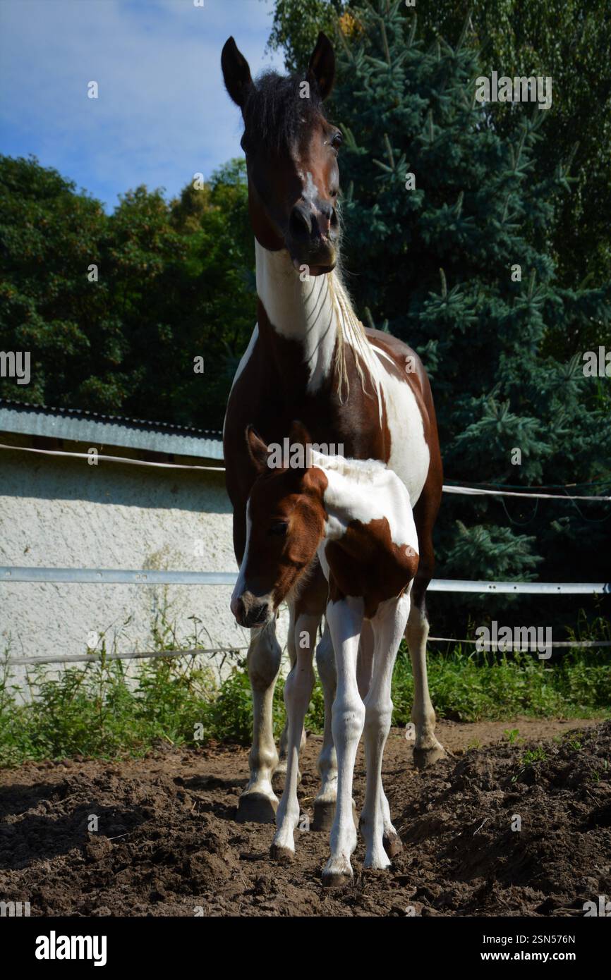 little pinto foal with mare Stock Photo - Alamy