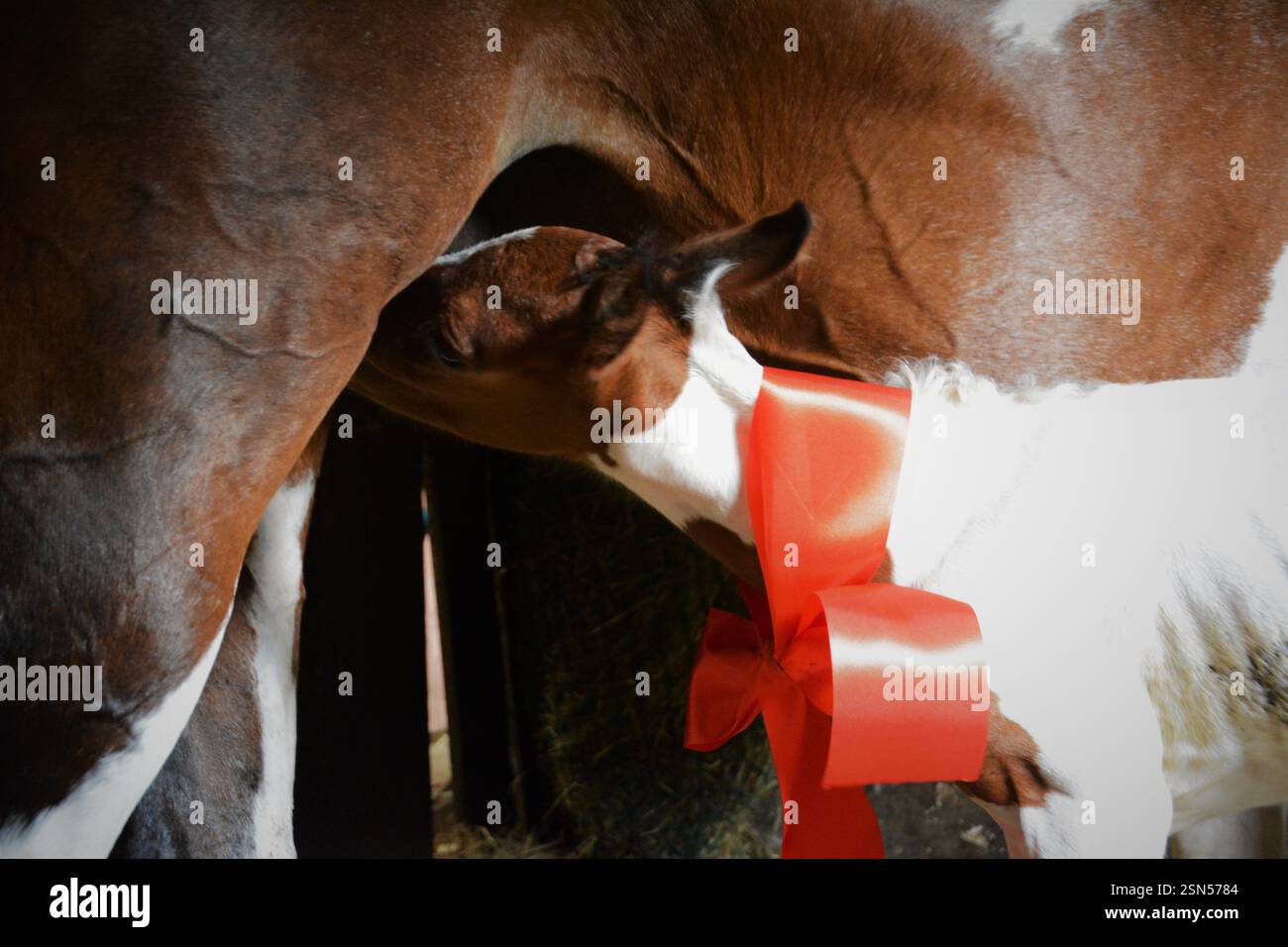 newborn foal with mare in stable Stock Photo - Alamy