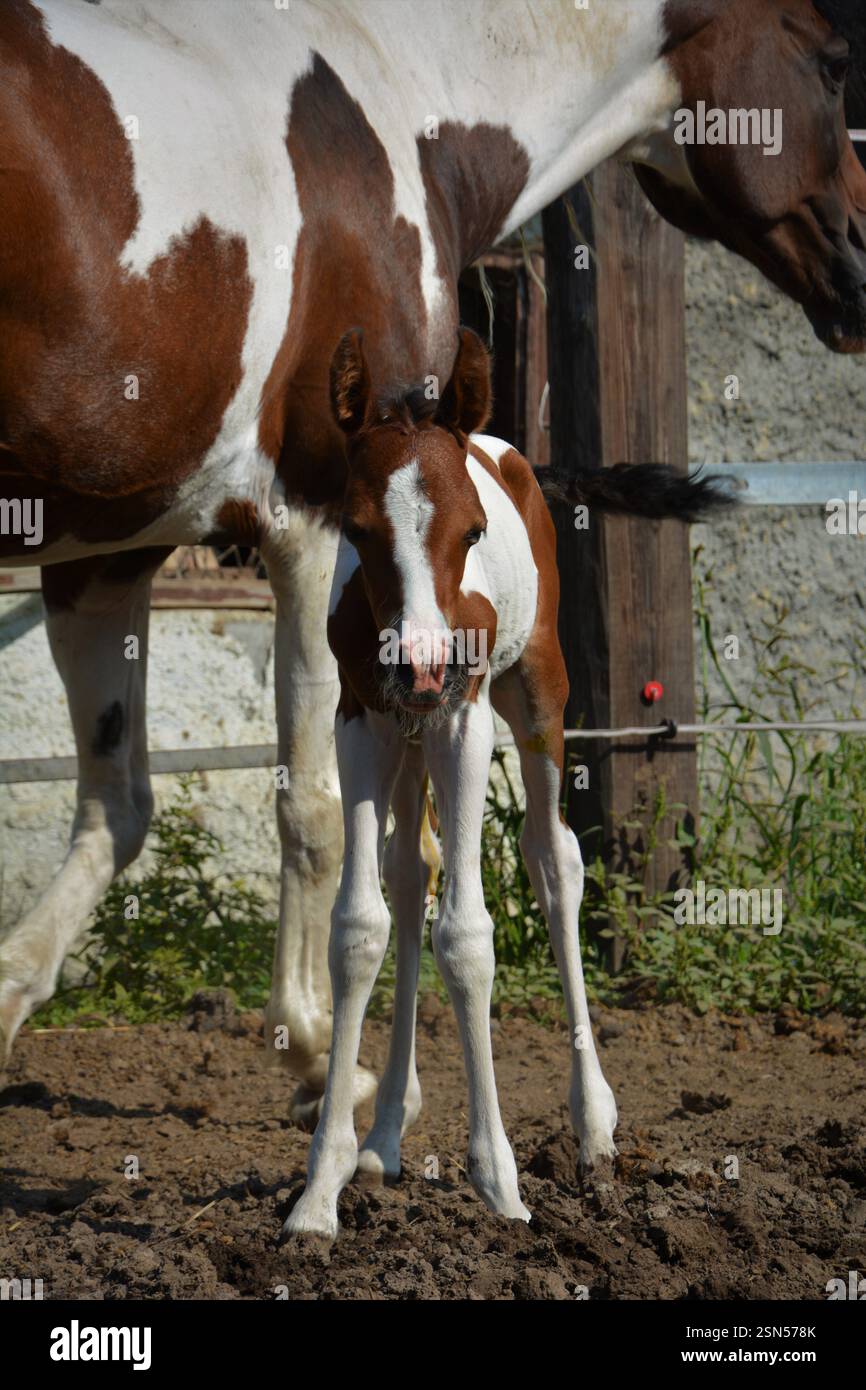 little pinto foal with mare Stock Photo - Alamy