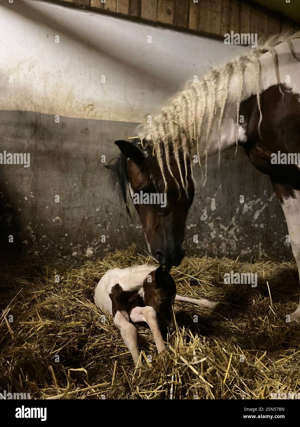 newborn foal with mare in stable Stock Photo - Alamy