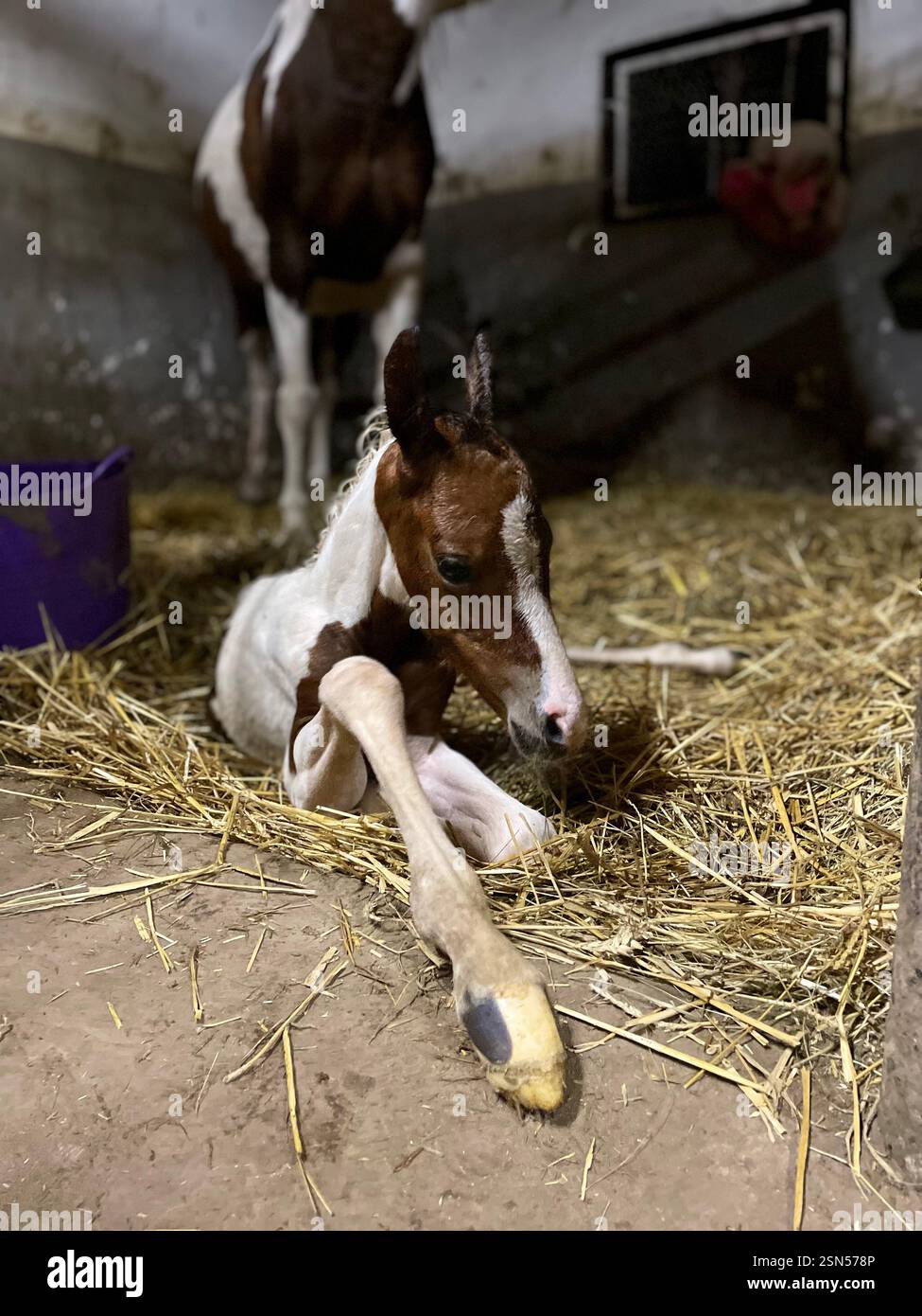 newborn foal with mare in stable Stock Photo - Alamy