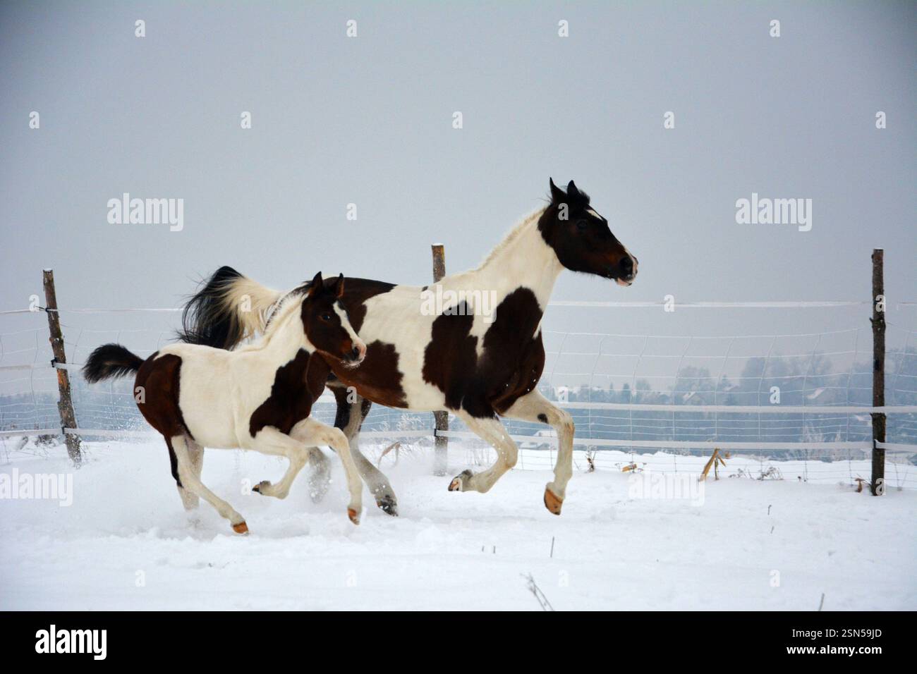 little pinto foal with mare winter Stock Photo - Alamy