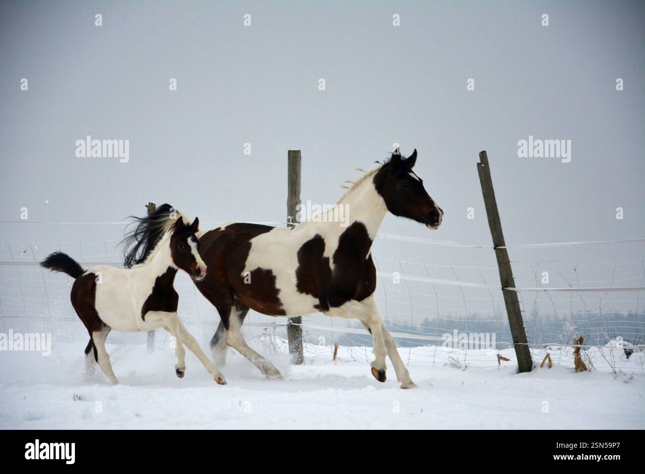 little pinto foal with mare winter Stock Photo - Alamy