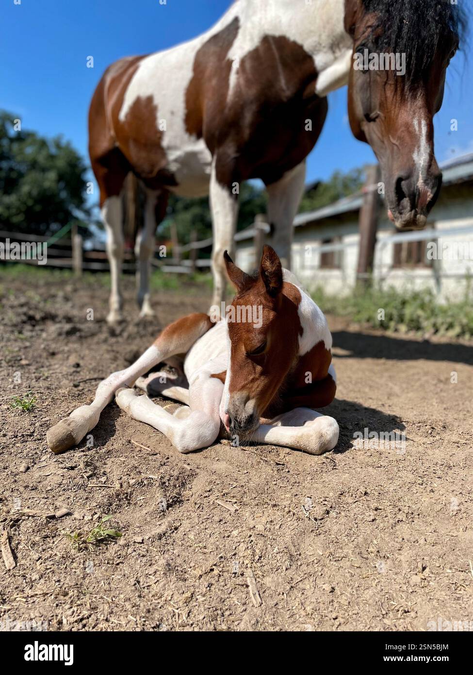 little pinto foal with mare Stock Photo - Alamy
